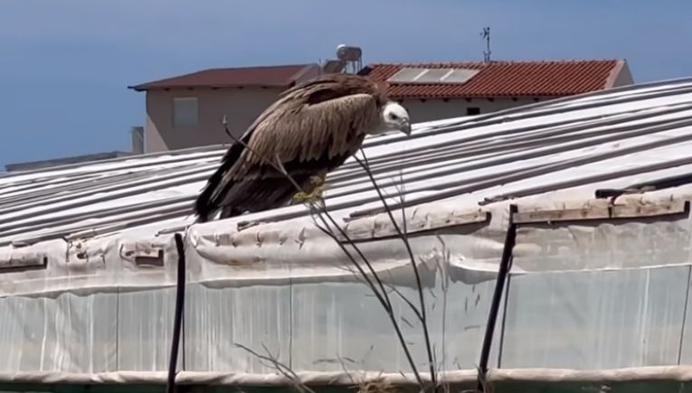 Μεσαρά: Ένα εξαντλημένο όρνιο εντοπιστηκε πάνω σε θερμοκήπιο (Βίντεο ...
