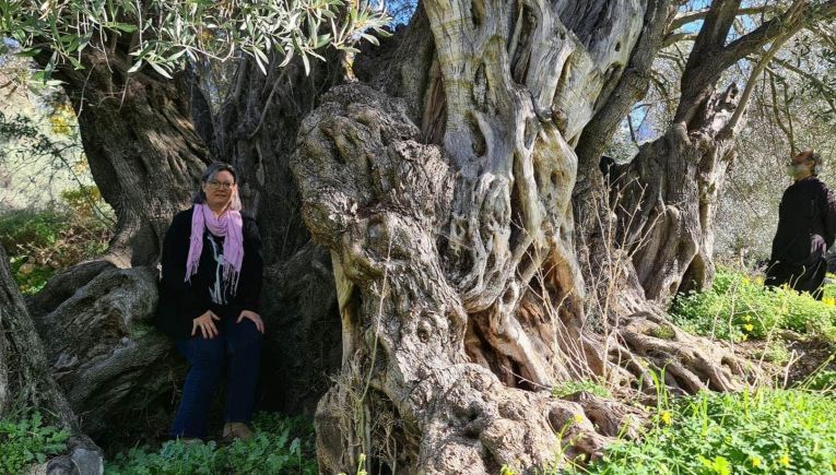 Κρήτη: Νέα πρωτοβουλία για τα αρχαία ελαιόδεντρα - Τί είναι τα «Δέντρα ...
