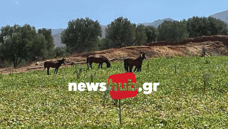 Μεσαρά: Αλογα έφαγαν τα πεπονια και κατέστρεψαν αμπέλι- Ανεξέλεγκτη η ...