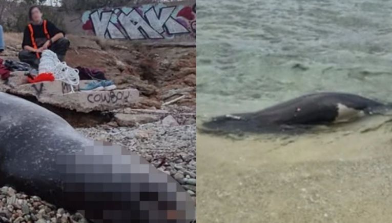 Μακάβριο θέαμα στην Ανάβυσσο - Νεκρή μεσογειακή φώκια από πυροβολισμό ...