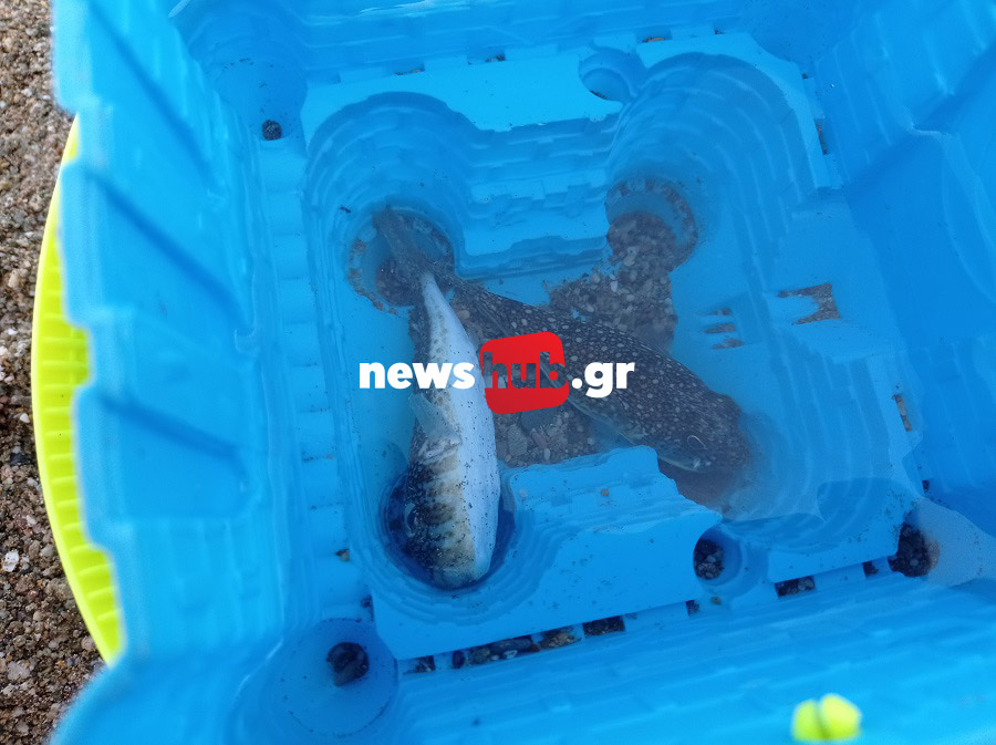 Σε παραλία της Κρήτης: Επιασαν λαγοκέφαλα με τους... κουβάδες ...