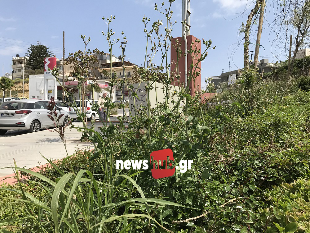 Πάρκο Μ. Γλέζου στη Λ. 62 Μαρτύρων: Η όαση πρασίνου έγινε ζούγκλα από ...