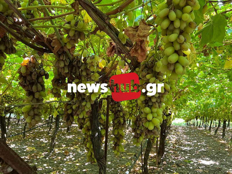 Αυτοψία του Newshub.gr στα αμπέλια του Ηρακλείου: Η απόλυτη καταστροφή ...