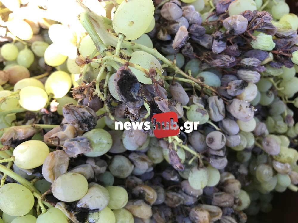 Κρήτη: Πάνω από 6000 οι αιτήσεις για αποζημιώσεις στα αμπέλια ...