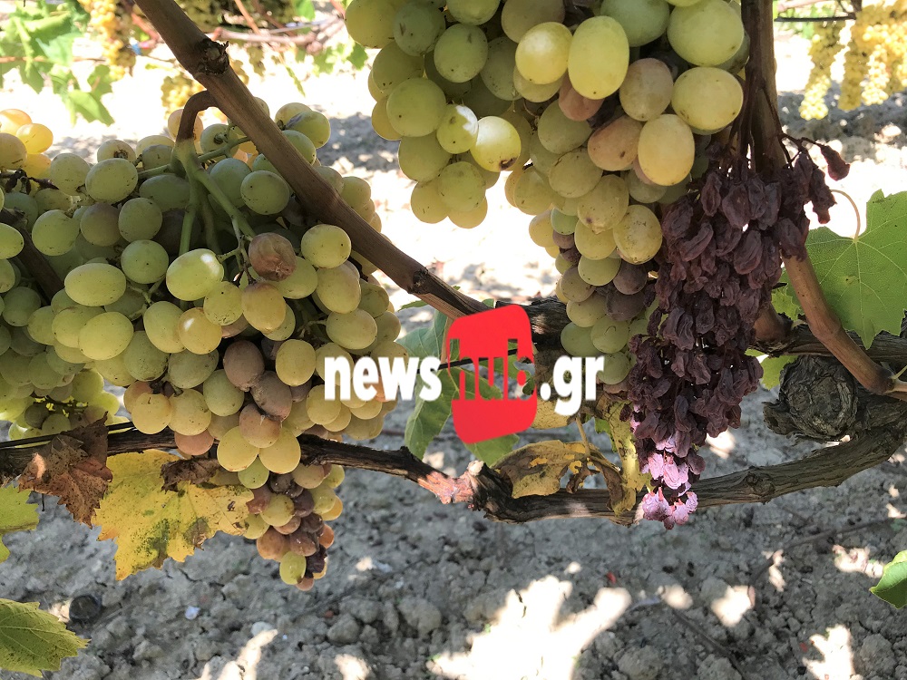 Κρήτη: Πάνω από 6000 οι αιτήσεις για αποζημιώσεις στα αμπέλια ...