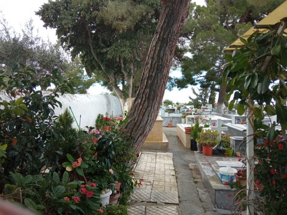 Επάνω Χερσόνησος: Τρέμουν μην πέσει το δέντρο ή σπάσει κλαδί του (ΦΩΤΟ ...