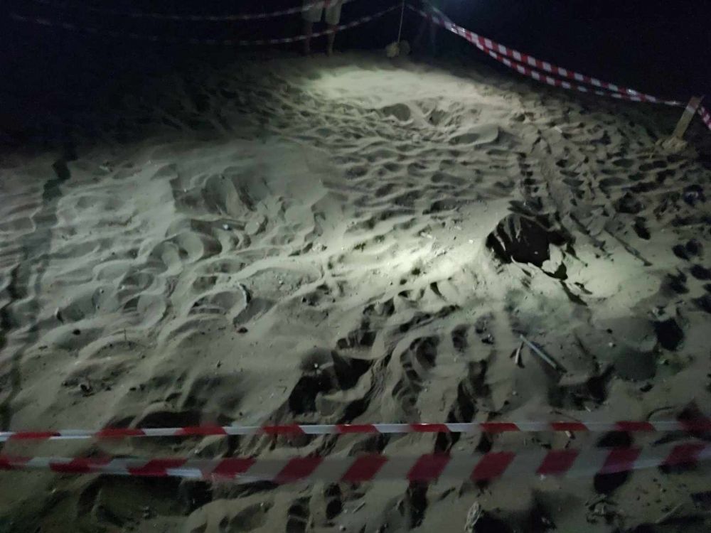 Ηράκλειο: Εντοπίστηκε φωλιά θαλάσσιας χελώνας στην παραλία του Τομπρούκ ...