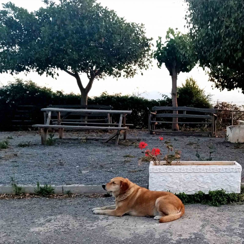 Ηράκλειο: Η φωτιά στις εγκαταστάσεις στοίχισε τη ζωή στην αγαπημένη ...