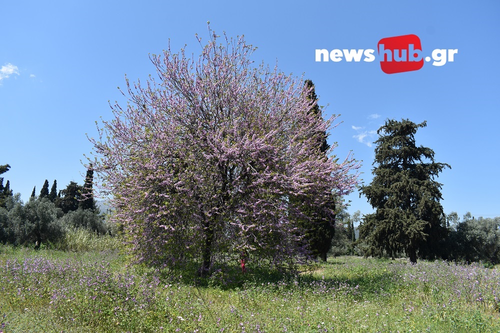 Ο Τύμβος του Μαραθώνα και η σπουδαία μάχη κατά των Περσών που έμεινε ...