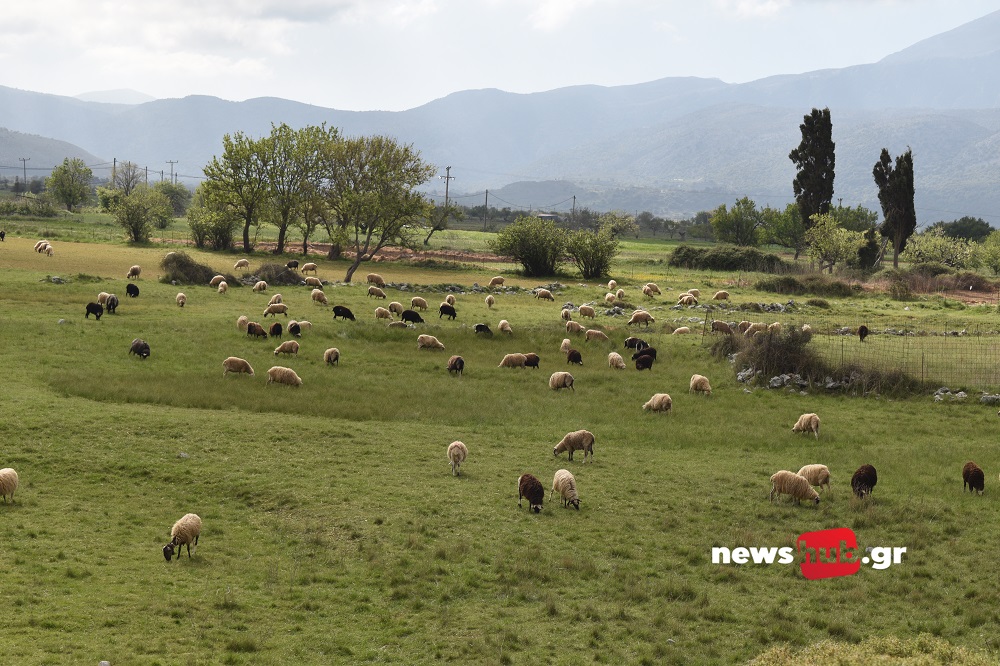 Πανέμορφες εικόνες από το ανοιξιάτικο Οροπέδιο Λασιθίου (ΦΩΤΟ) - Newshub.gr